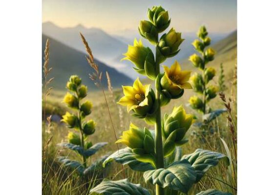 Great Yellow Gentian: Holistic Benefits, Uses, and Active Ingredients ...