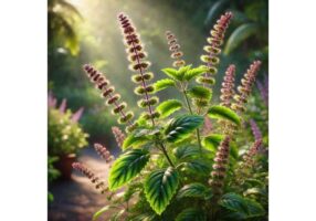 Holy Basil for Stress, Sleep Support, Dosage, and Safety - VitaLibrary