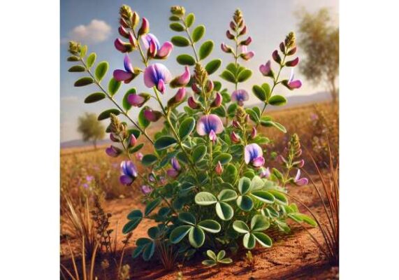 Indigo (Indigofera tinctoria) Benefits, Uses, Dosage, Safety, and ...