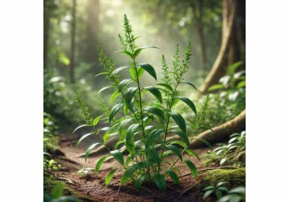 Kalmegh for Immunity, Colds, Dosage and Safety - VitaLibrary
