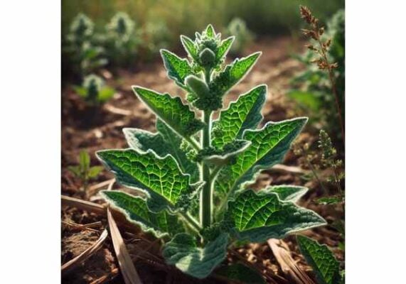 Lamb’s Quarters Benefits for Digestion, Minerals, and Herbal Support ...