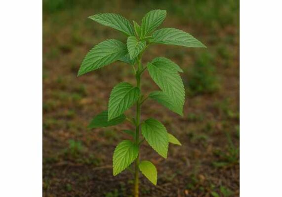 Molokhia (Corchorus olitorius): Benefits for Digestion, Key Ingredients ...