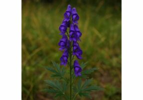 Monkshood Key Ingredients, Historical Uses, Toxicity, and Safe ...