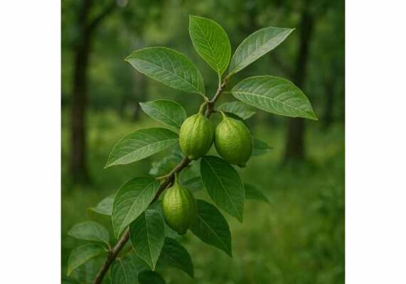 Myrobalan (Terminalia chebula): Digestive Benefits, Key Ingredients ...