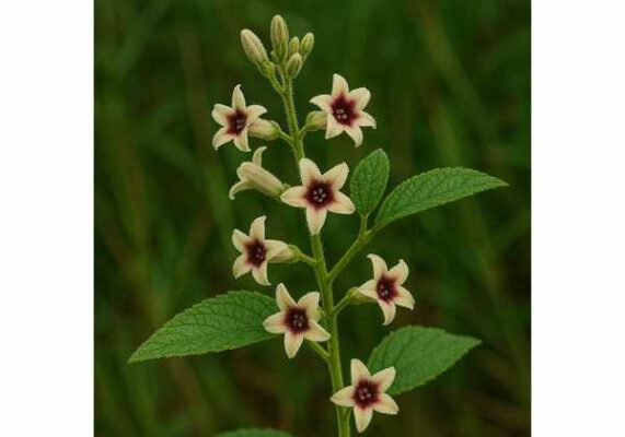 Nannari Root Benefits, Active Ingredients, Uses, and Side Effects ...