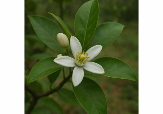 Neroli essential oil benefits, key ingredients, uses, dosage, and side ...