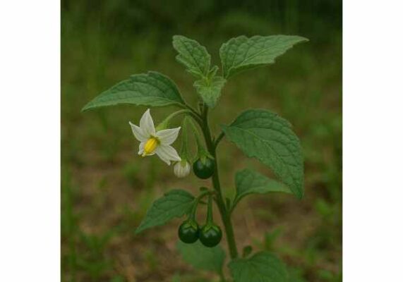 Nightshade (Solanum nigrum) benefits, key ingredients, medicinal ...
