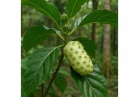 Noni Uses, Health Effects, Key Compounds, and Safety Explained ...