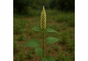Achyranthes bidentata: Benefits, Dosage, Side Effects, and Uses ...