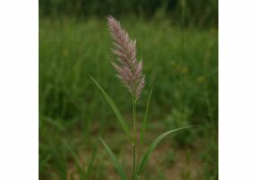 Palmarosa Health Benefits, Skin Uses, Active Ingredients, and Safety ...