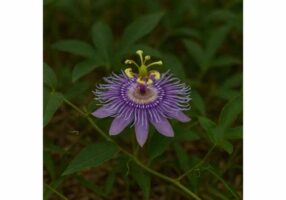 Passionflower for Anxiety, Restlessness, Sleep Quality, and Safe Use ...
