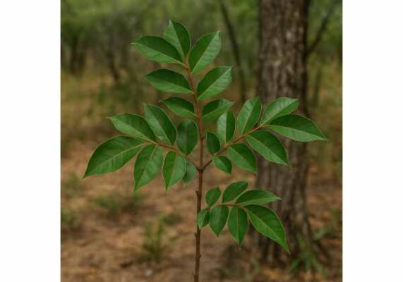 Quebracho (Schinopsis lorentzii) Benefits, Tannin Compounds, Uses, and ...