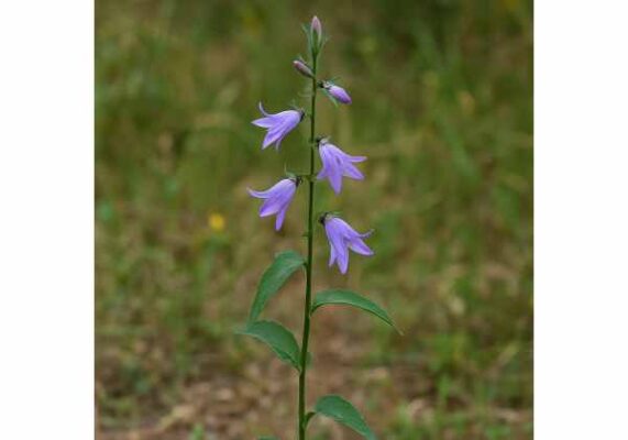 Rampion Safety and Health Benefits: Culinary Uses, Medicinal Value, and ...
