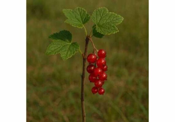 Red Currant (Ribes rubrum) Uses and Benefits: Nutrition, Medicinal ...