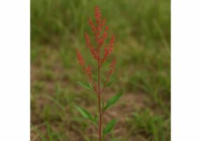 Red Sorrel Benefits and Uses: Traditional Value, Dosage, and Side ...