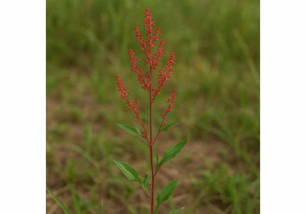 Red Sorrel Benefits and Uses: Traditional Value, Dosage, and Side ...