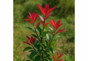 Red Tip Photinia – (Photinia × fraseri): Health Benefits, Leaf ...