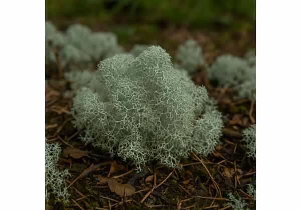Reindeer Lichen (Cladonia rangiferina) for Throat, Digestion, and Skin ...