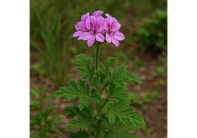 Rose geranium (Pelargonium graveolens): Skin Benefits, Aromatherapy ...