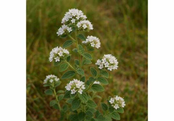 Syrian Oregano (Origanum syriacum): Key Ingredients, Health Benefits ...