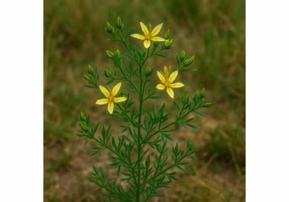Syrian Rue (Peganum harmala): Medicinal Properties, Toxicity, Uses, and ...