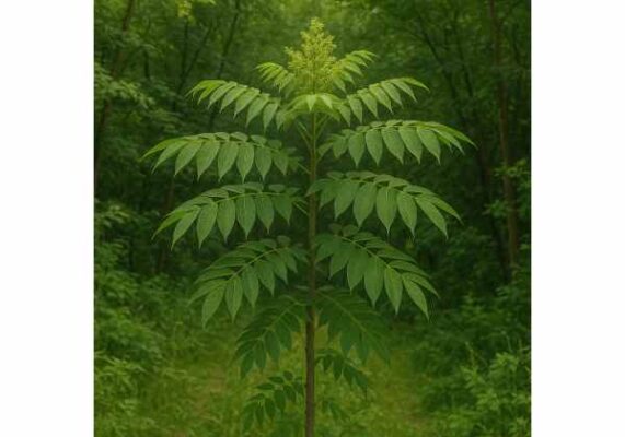 Tree of Heaven: Traditional Uses, Active Compounds, Health Benefits ...