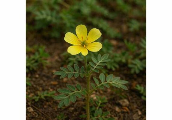 Tribulus (Tribulus terrestris) for Libido and Testosterone: Benefits ...