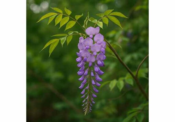 Wisteria (Wisteria sinensis) Benefits, Key Ingredients, Traditional ...