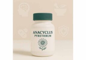 Anacyclus Pyrethrum Explained: Health Benefits, Optimal Use, and Risks ...