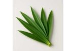 Pandan Leaf Nutrition and Bioactive Compounds, Evidence-Based Benefits ...